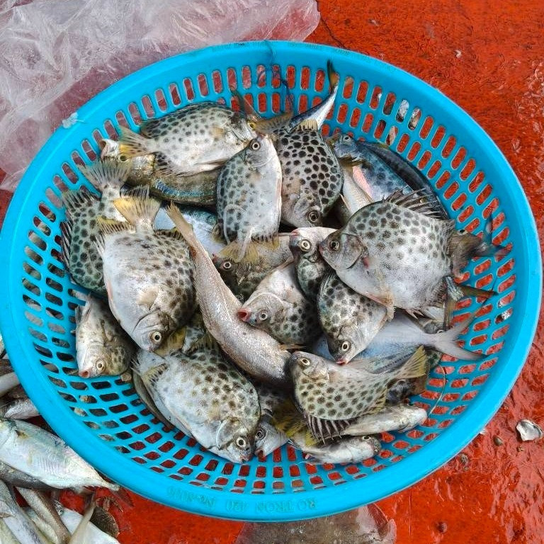 O "presente da natureza" do Delta do Mekong tem carne doce e macia, e ...