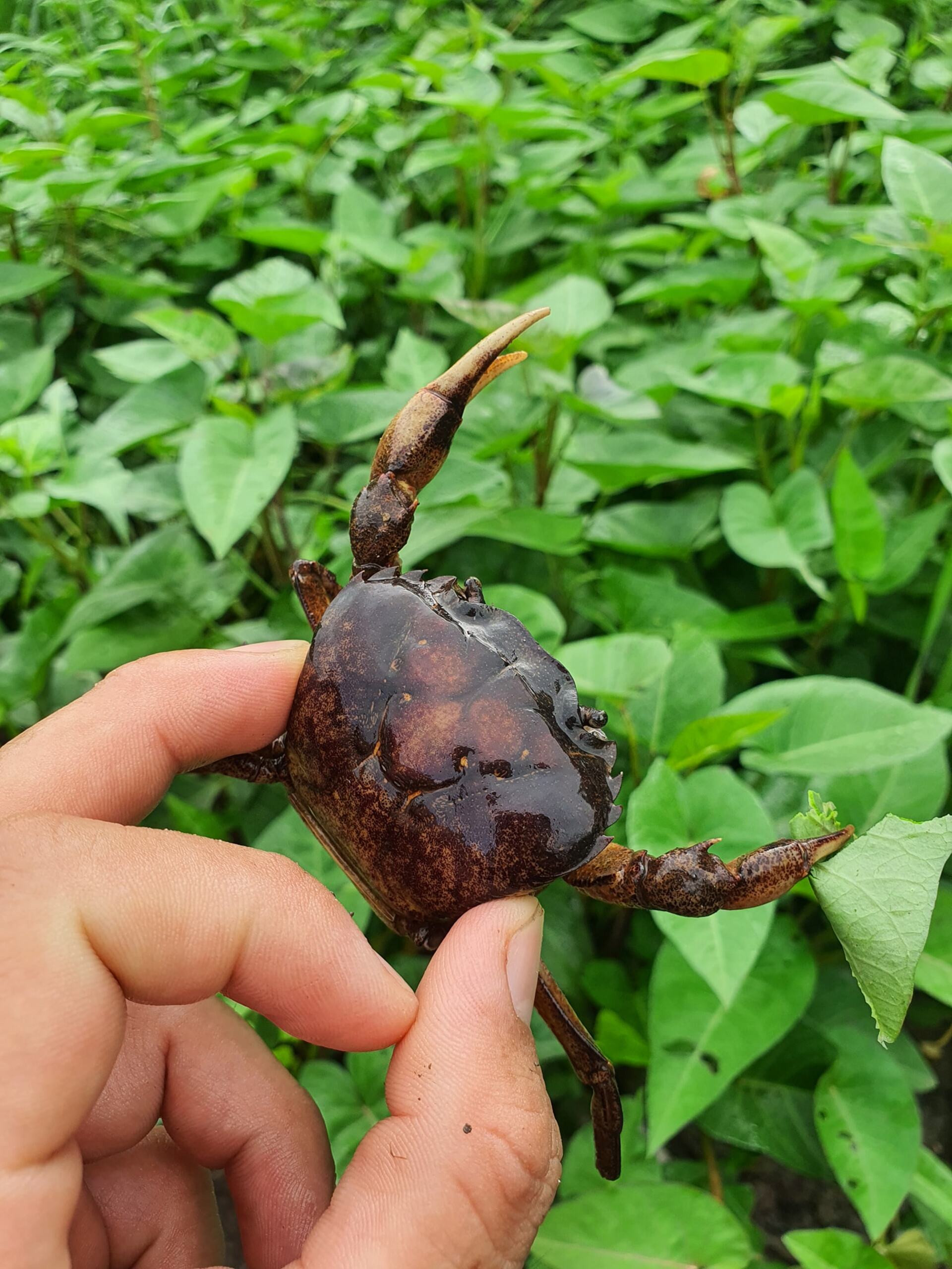 The famous specialty of Ca Mau has '10 legs', a rough shell, and looks ...