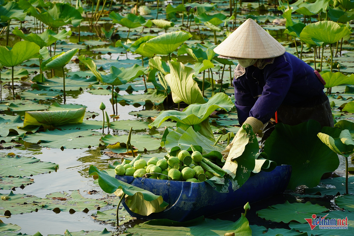 Bunga teratai mekar lebih awal, sepasang suami istri di Nghe An ...
