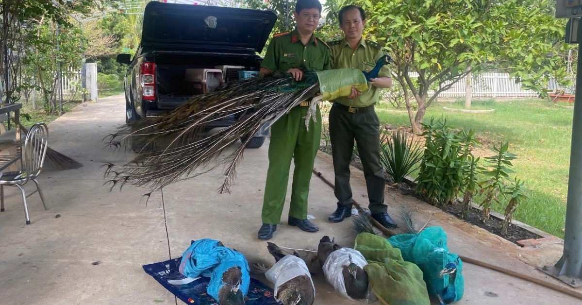 Hai người đàn ông giao nộp 9 con chim công quý hiếm nuôi làm cảnh nhiều năm