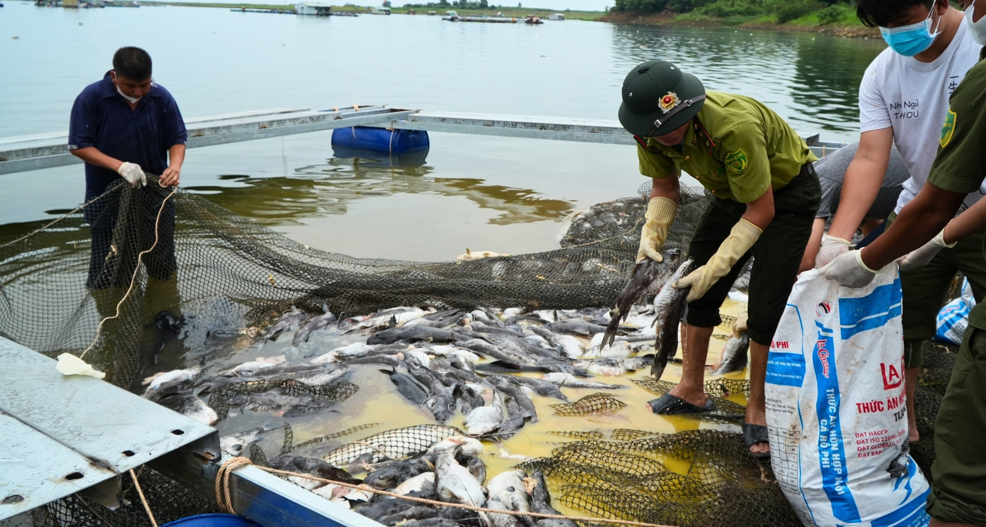 Cận cảnh thu gom, xử lý hơn 100 tấn cá chết ở hồ Trị An