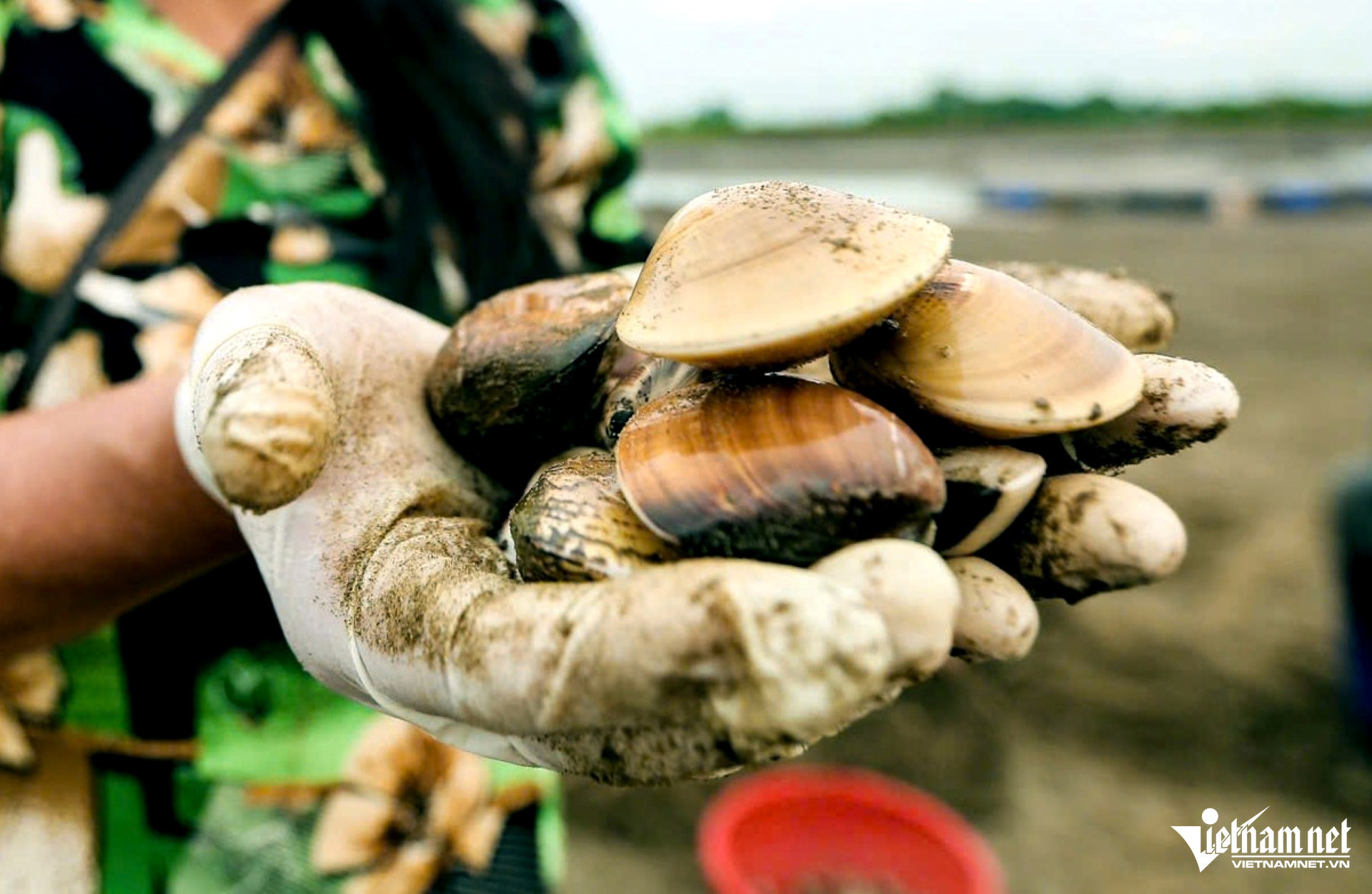 The woman behind Vietnam’s record-breaking clam farming operation
