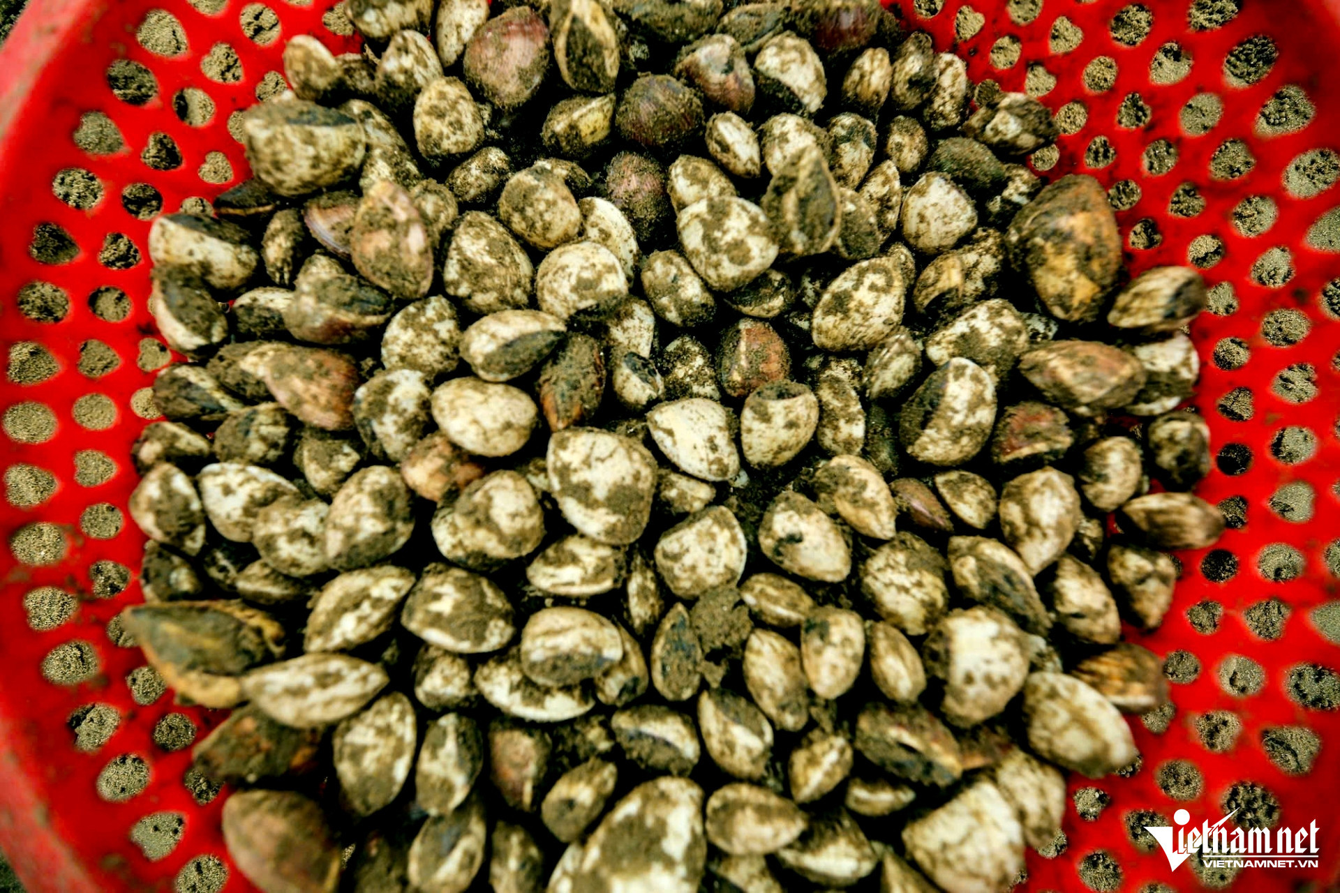 The woman behind Vietnam’s record-breaking clam farming operation