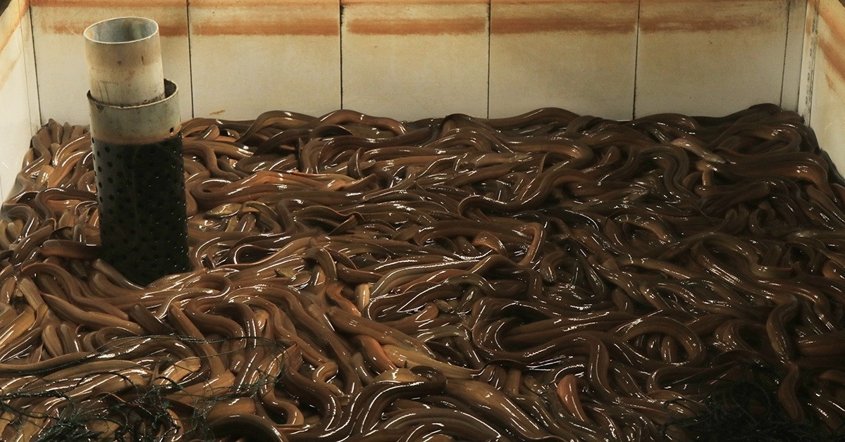 Innovative eel farmer in Can Tho profits from mud-free rearing of 20,000 eels