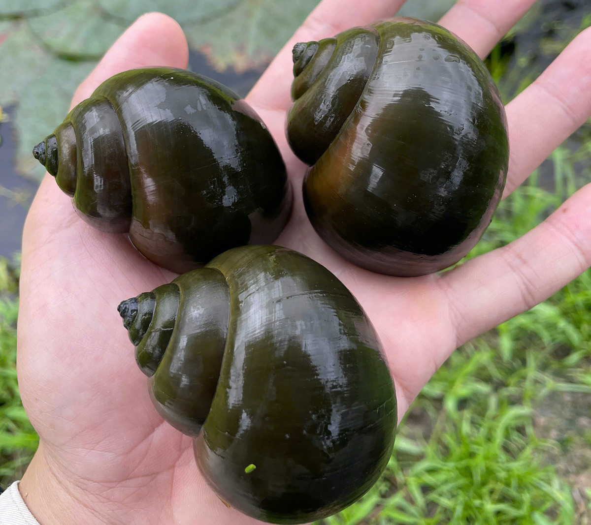 VN farmer finds success with natural black snail farming in durian garden