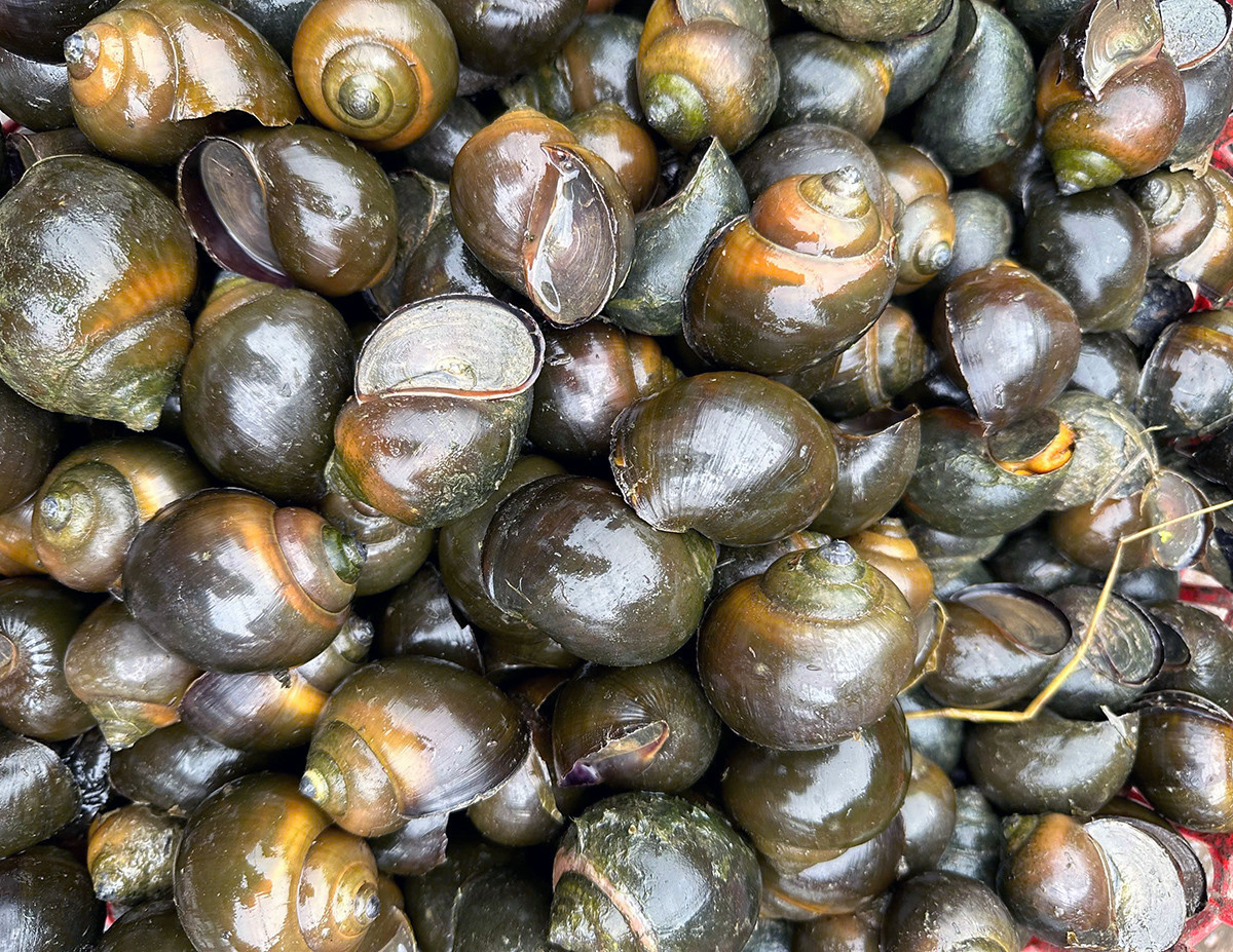 VN farmer finds success with natural black snail farming in durian garden