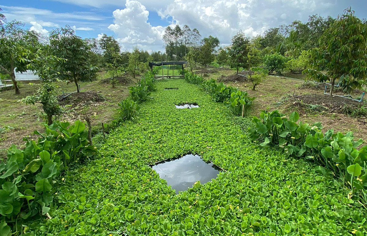 VN farmer finds success with natural black snail farming in durian garden