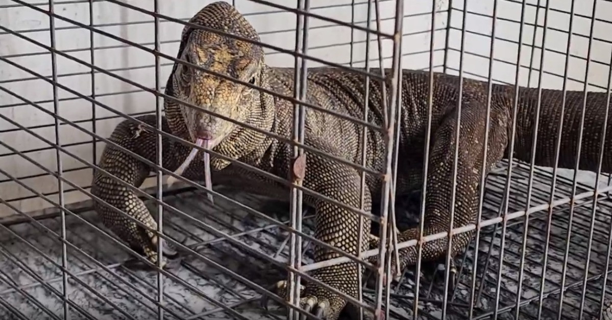 Rare 1.2m monitor lizard found in HCM City, returned to wild