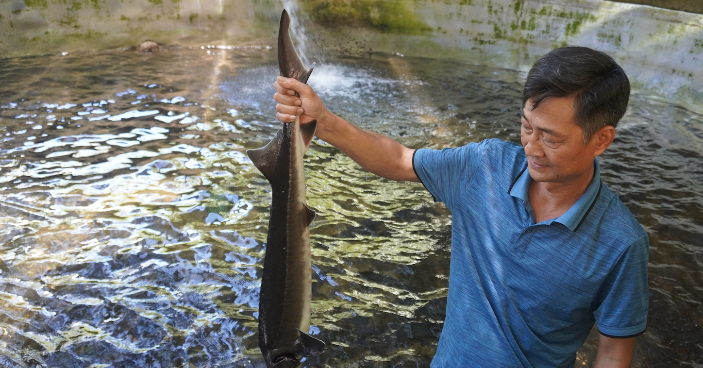 Northern farmers raise sturgeon for high profits