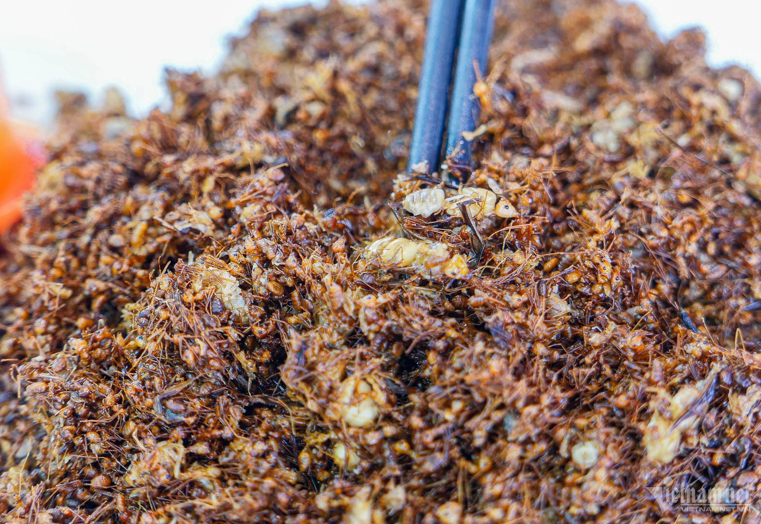 Sour ant salad: A Thai delicacy in Mai Chau that stuns and delights