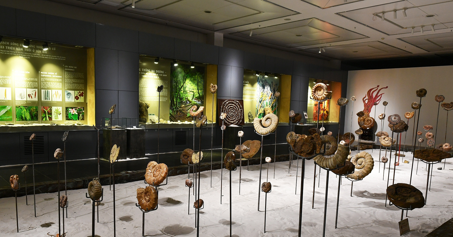 Explore earth's history: Fossil exhibit at Hanoi Museum