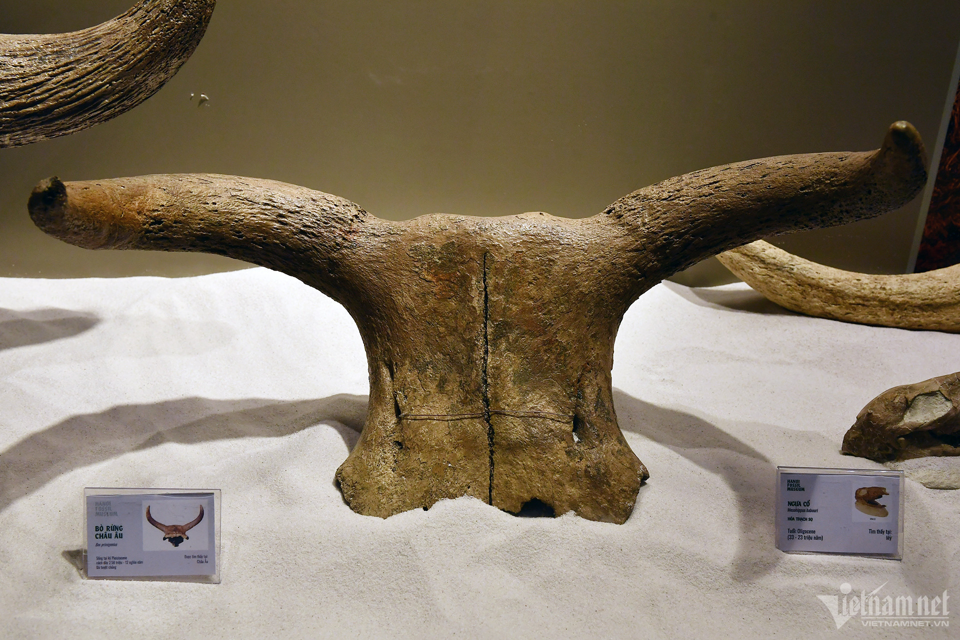 Explore earth's history: Fossil exhibit at Hanoi Museum