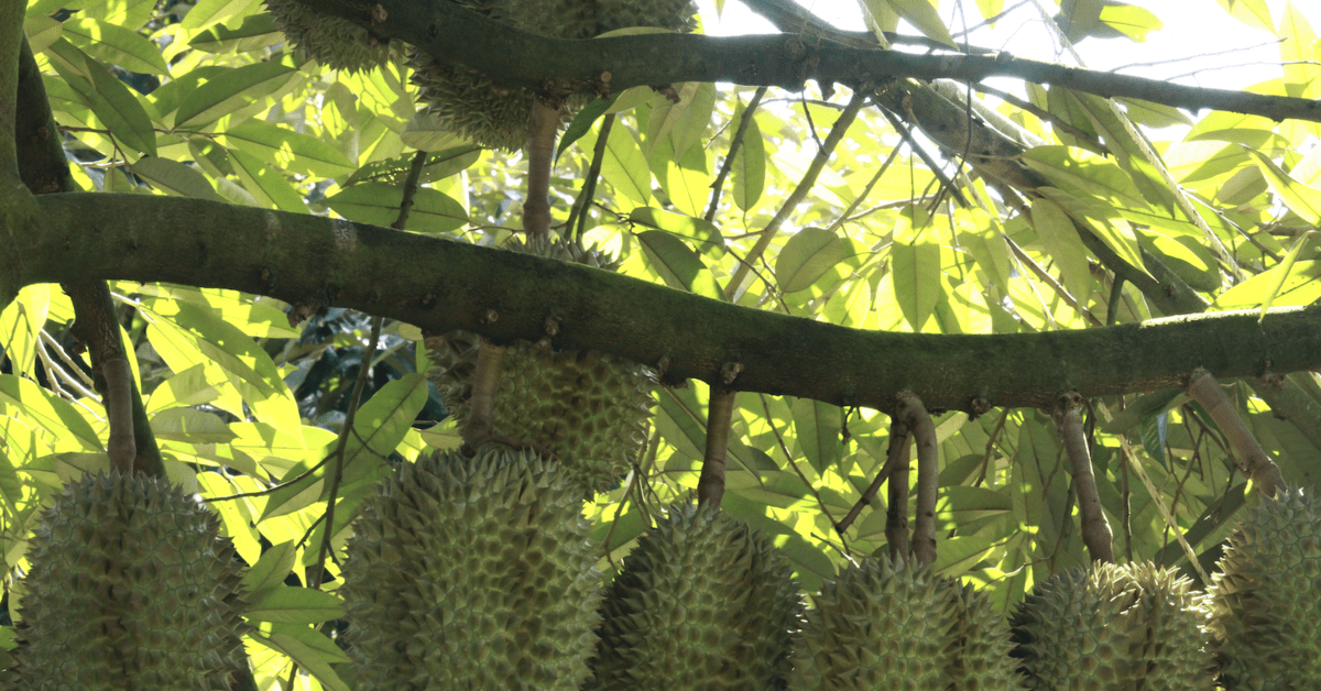 Growing durian, farmers pocket VND1 trillion a year