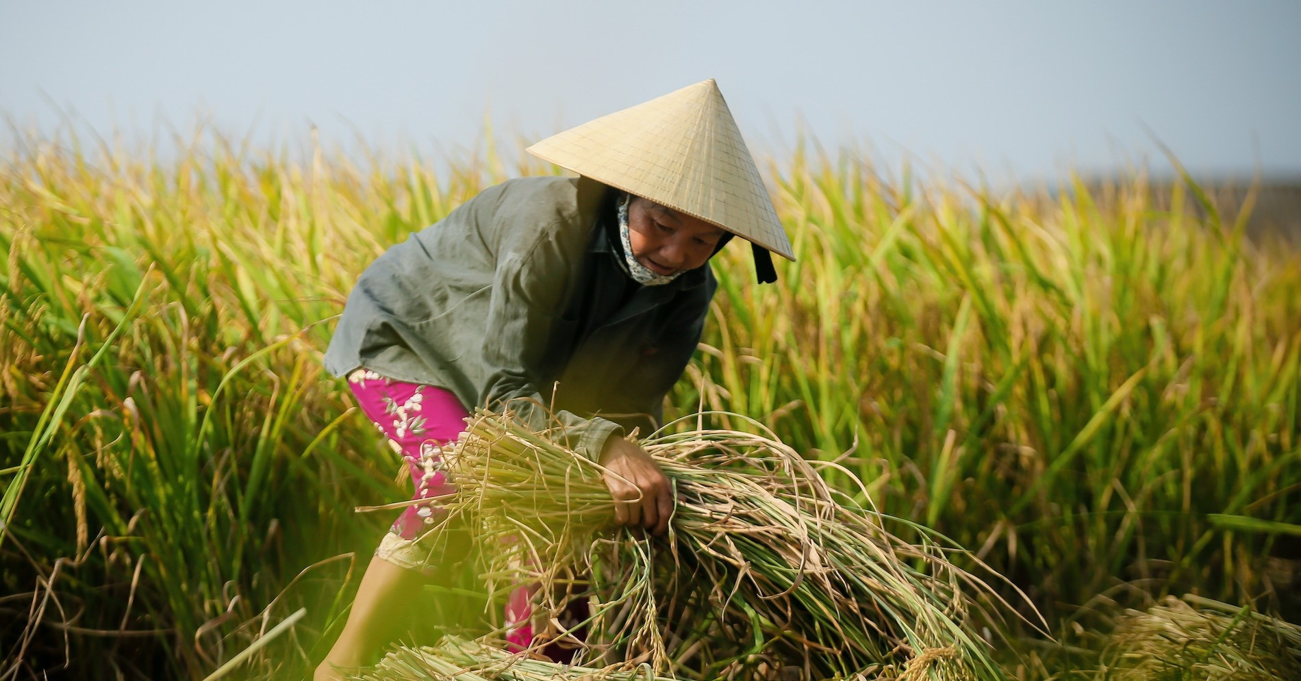 EU tightens control over food safety, affecting Vietnamese farm exports EU tightens control over food safety, affecting Vietnamese farm exports