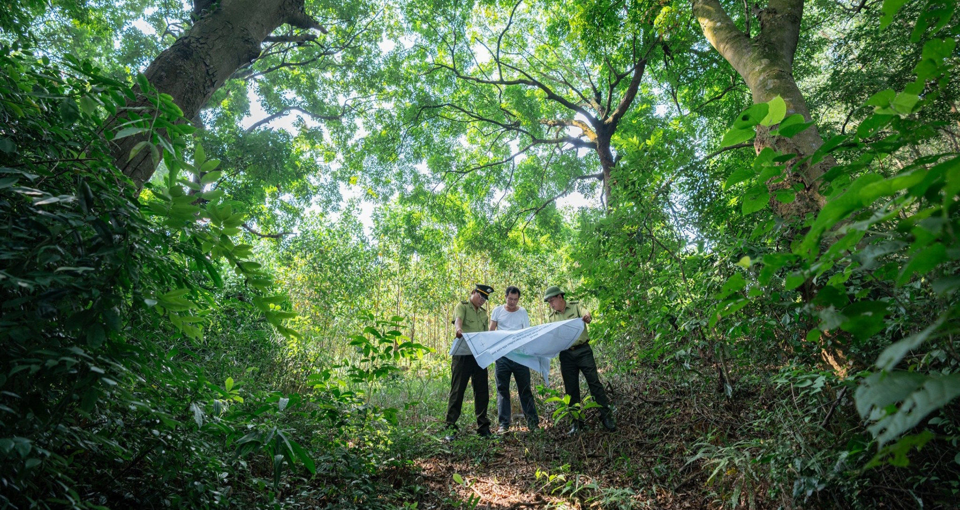 Villagers in Phu Tho take turns guarding centuries-old lim trees in the ...
