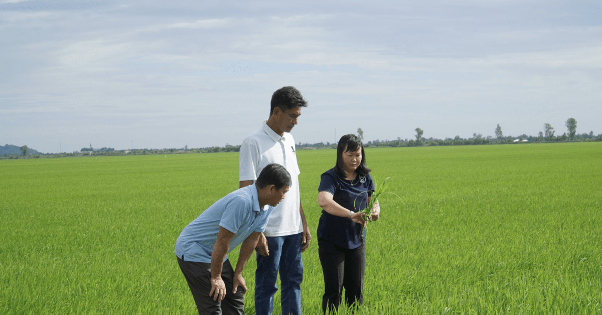 Low-emission rice farming brings higher profits, cash bonuses