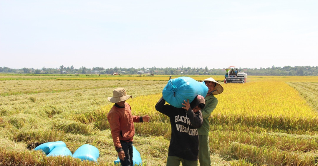 Vietnamese province is first to earn money from 'low-emission rice'