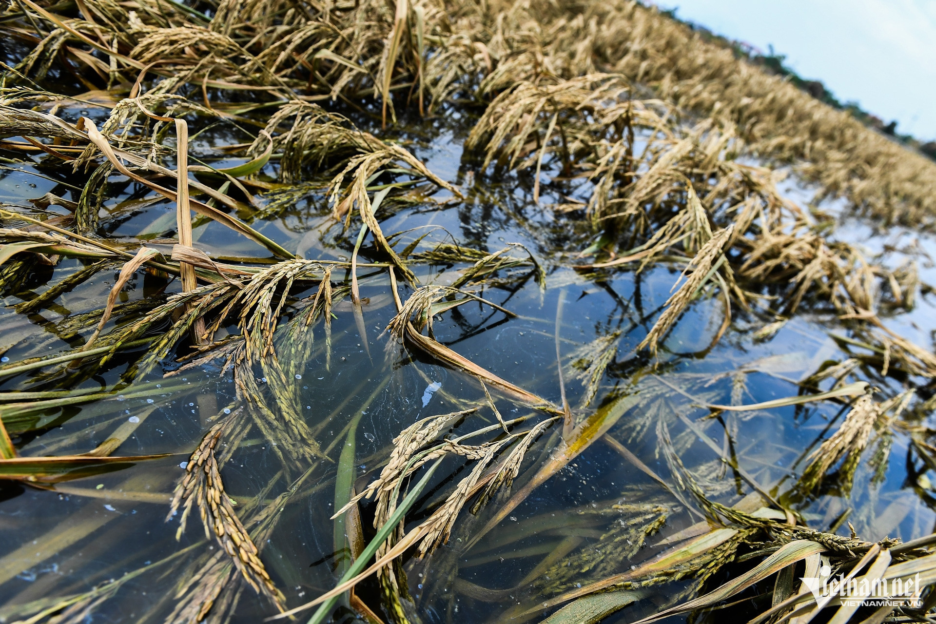 Hanoi’s rice fields turn yellow after devastating floods