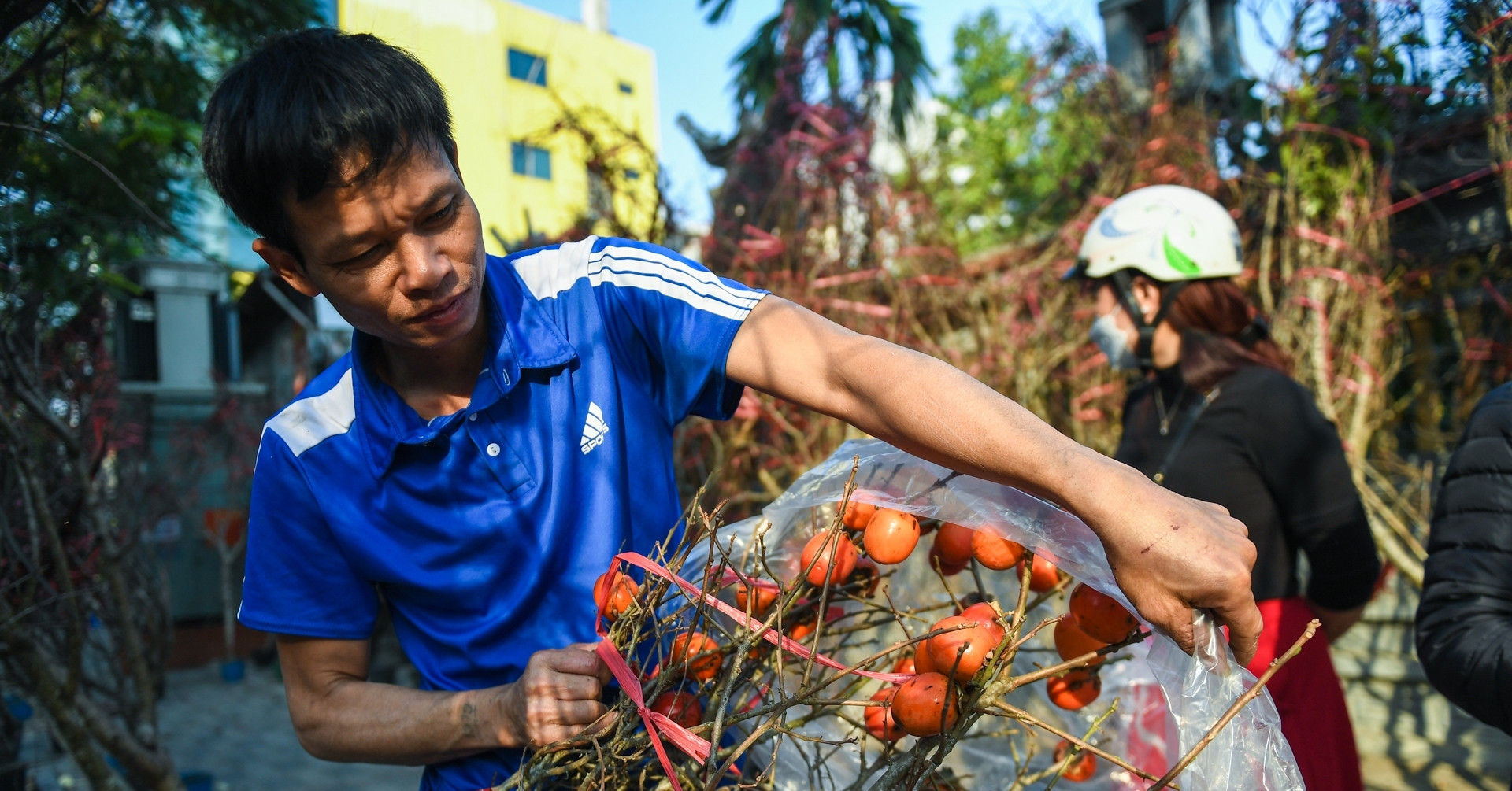 Tet tree trends shift: persimmon branches capture customer interest