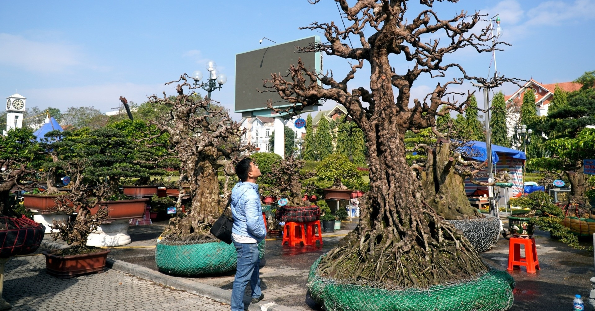 Gnarled star fruit tree displayed at Tet market for 2.2 billion VND