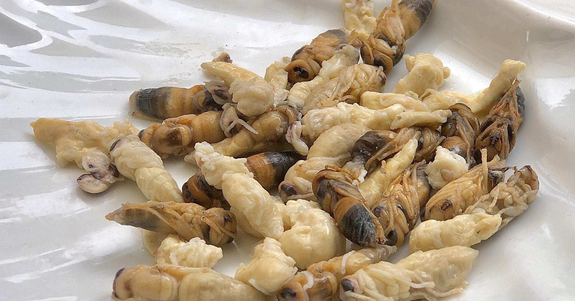 Ground bee larvae: A rare Tet delicacy from Northwest Vietnam