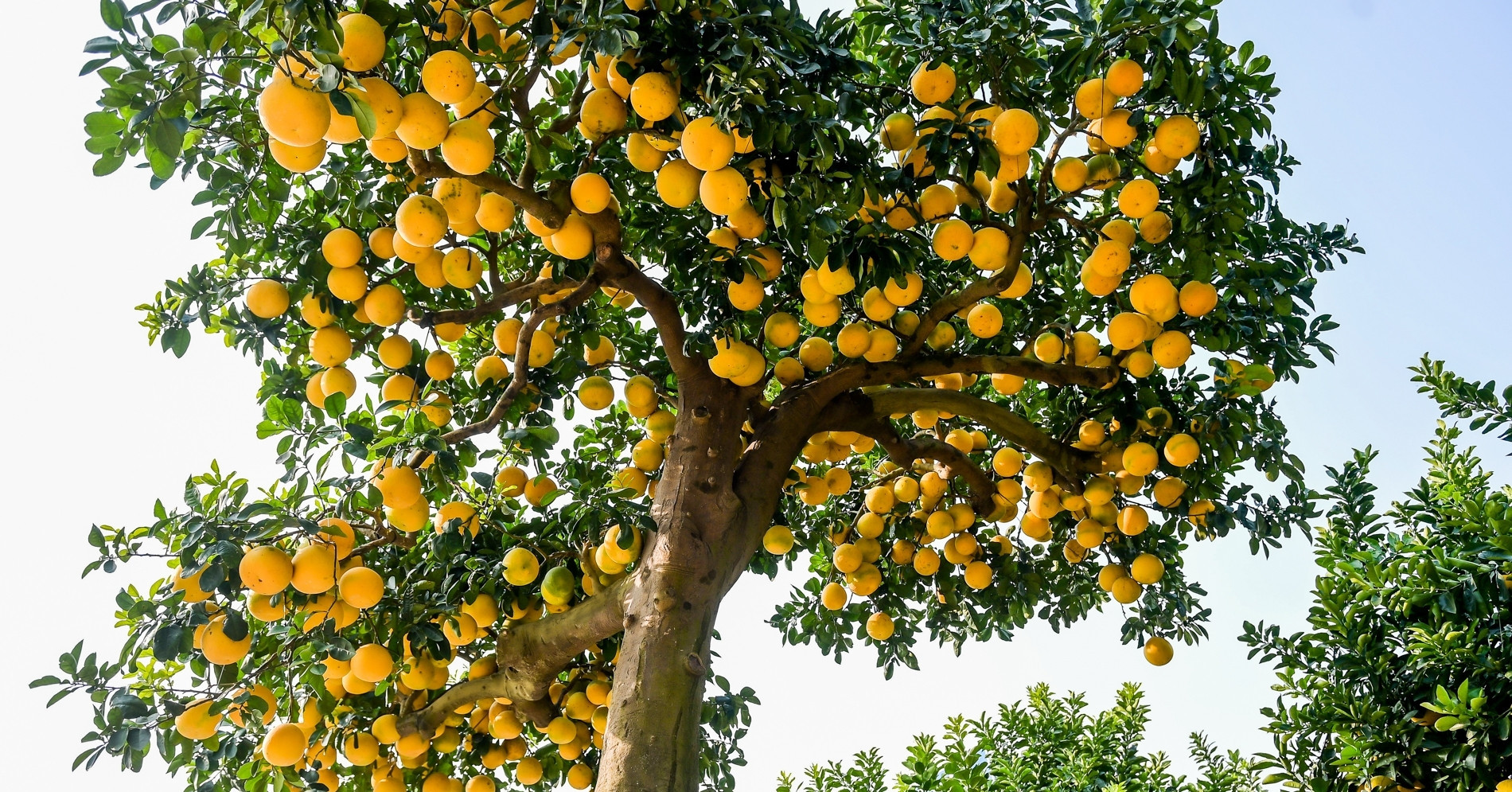 100-year-old pomelo trees captivate Tet buyers, owner holds out for ...