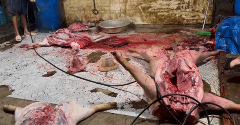 Hanoi police seize 60 tons of infected pork destined for human consumption