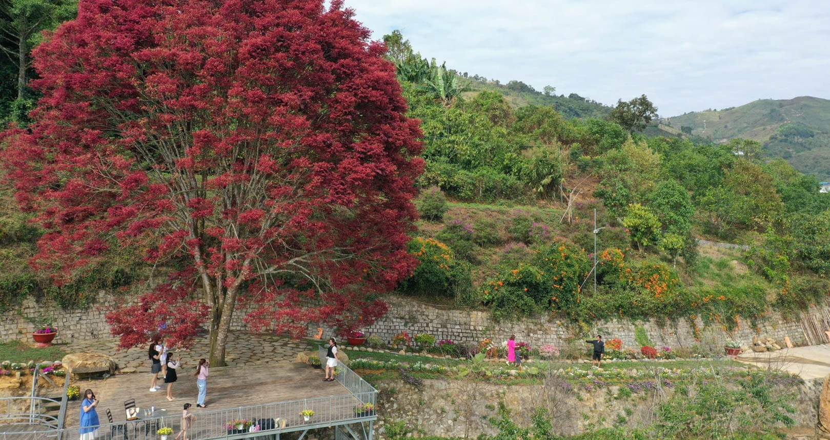 Rare red-leafed tree in Lam Dong draws visitors from across Vietnam