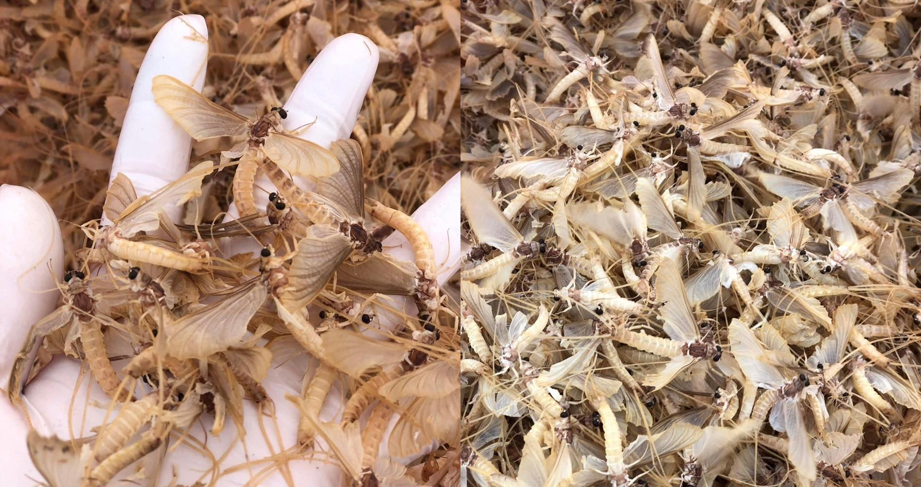 The flying shrimp of Hanoi: A rare treat from the Red River