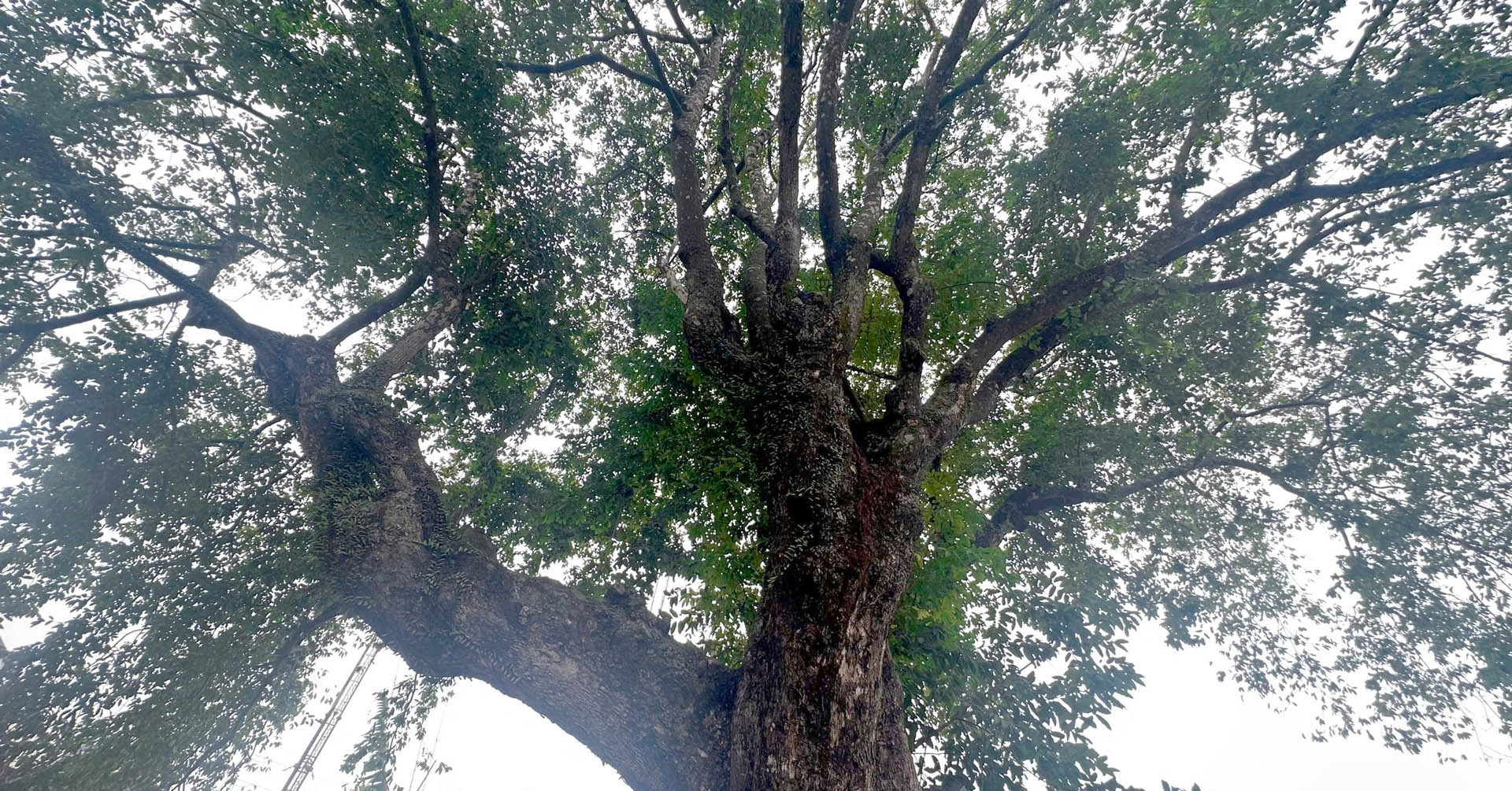 A thousand years of resilience: The ancient persimmon tree of Phu Tho