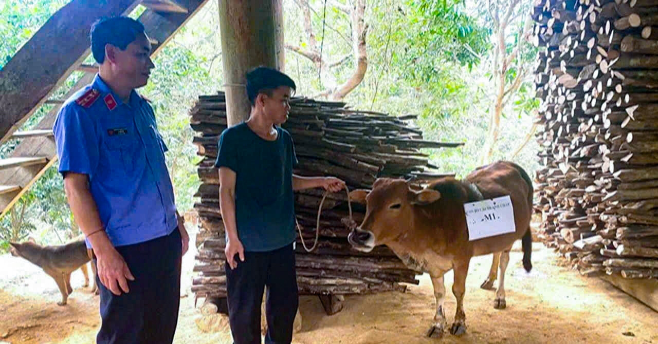 Two families spend more than cow’s value on DNA test to settle dispute