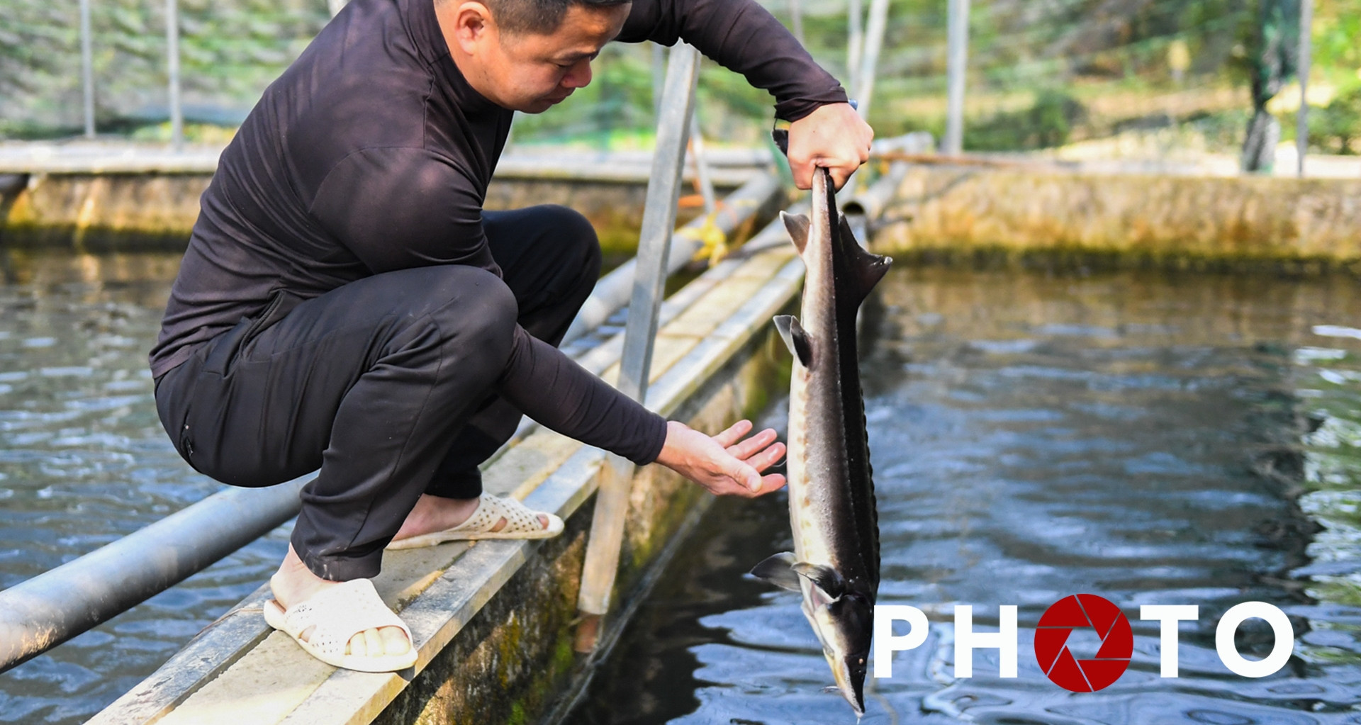 Raising sturgeon in the mountains, ethnic couple makes a fortune