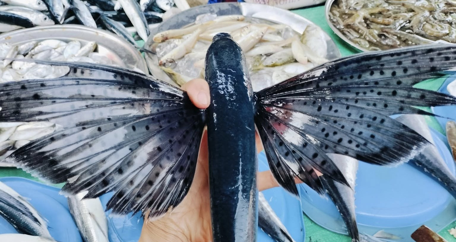 Flying fish becomes a prized catch in Vietnam’s central cuisine
