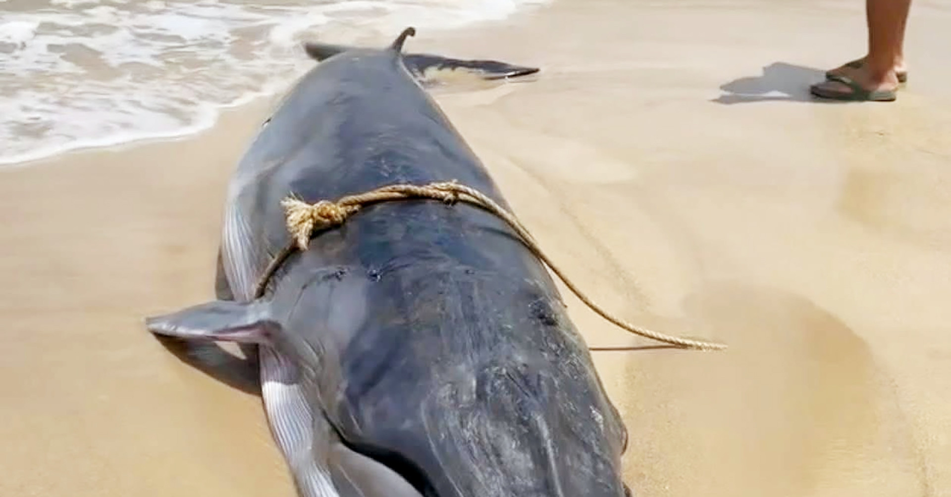 One-ton whale found stranded on Ninh Thuan coast