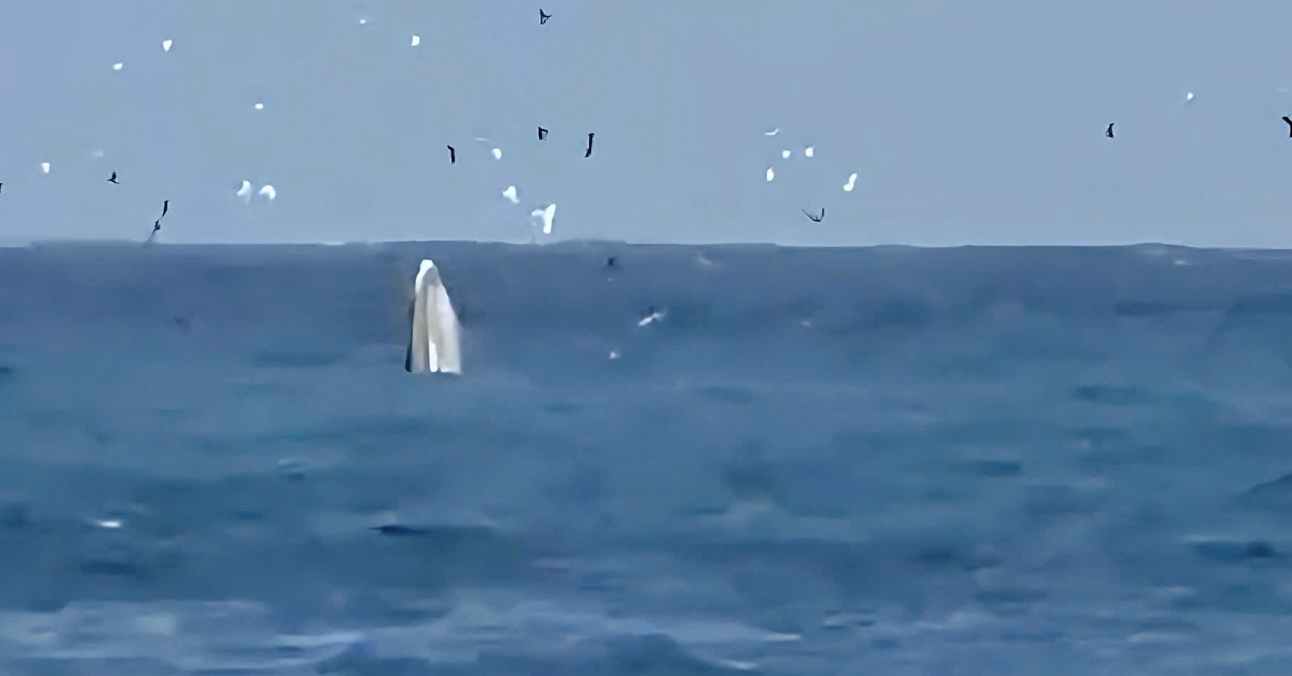 Whale spotted in Nha Trang Bay, signaling marine recovery
