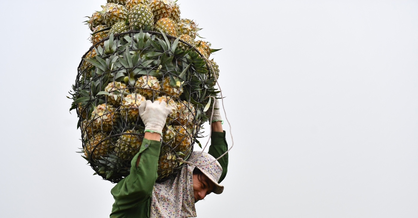 Vietnam’s pineapple exports gain momentum toward $1 billion goal