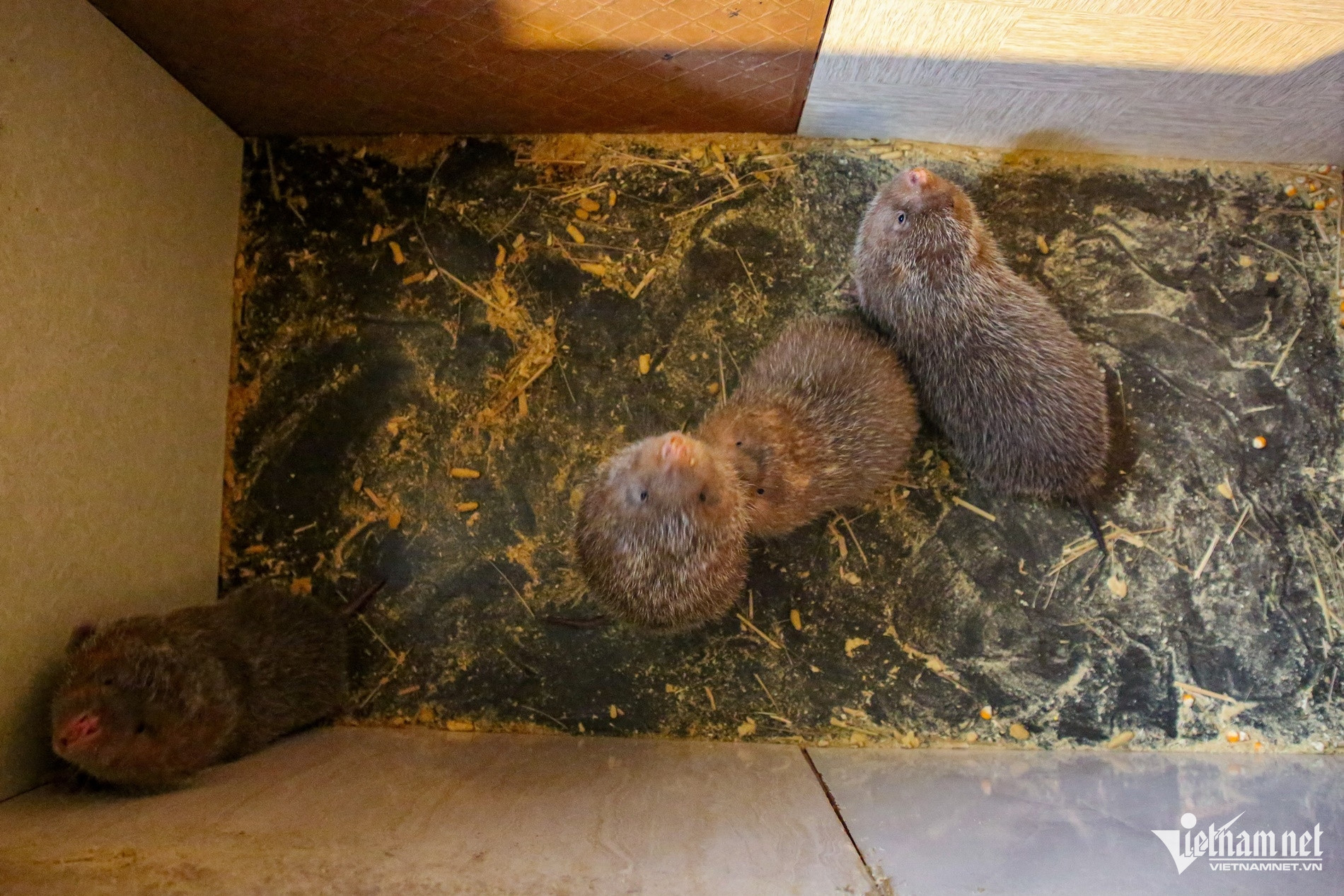 Raising ‘giant rats’, Da Nang farmer earns $8,000 yearly from simple model
