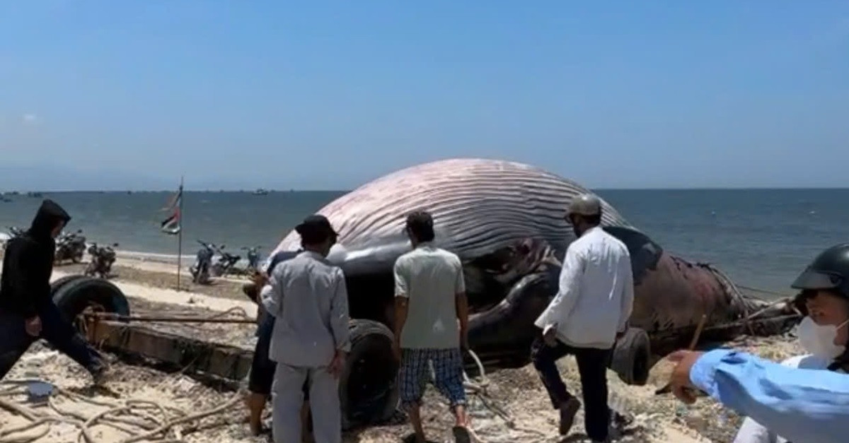 Whale carcass washes ashore in Lam Dong, given traditional burial