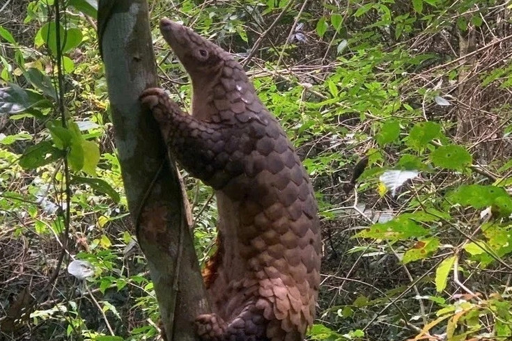 Dak Lak releases six rare wild animals back to nature