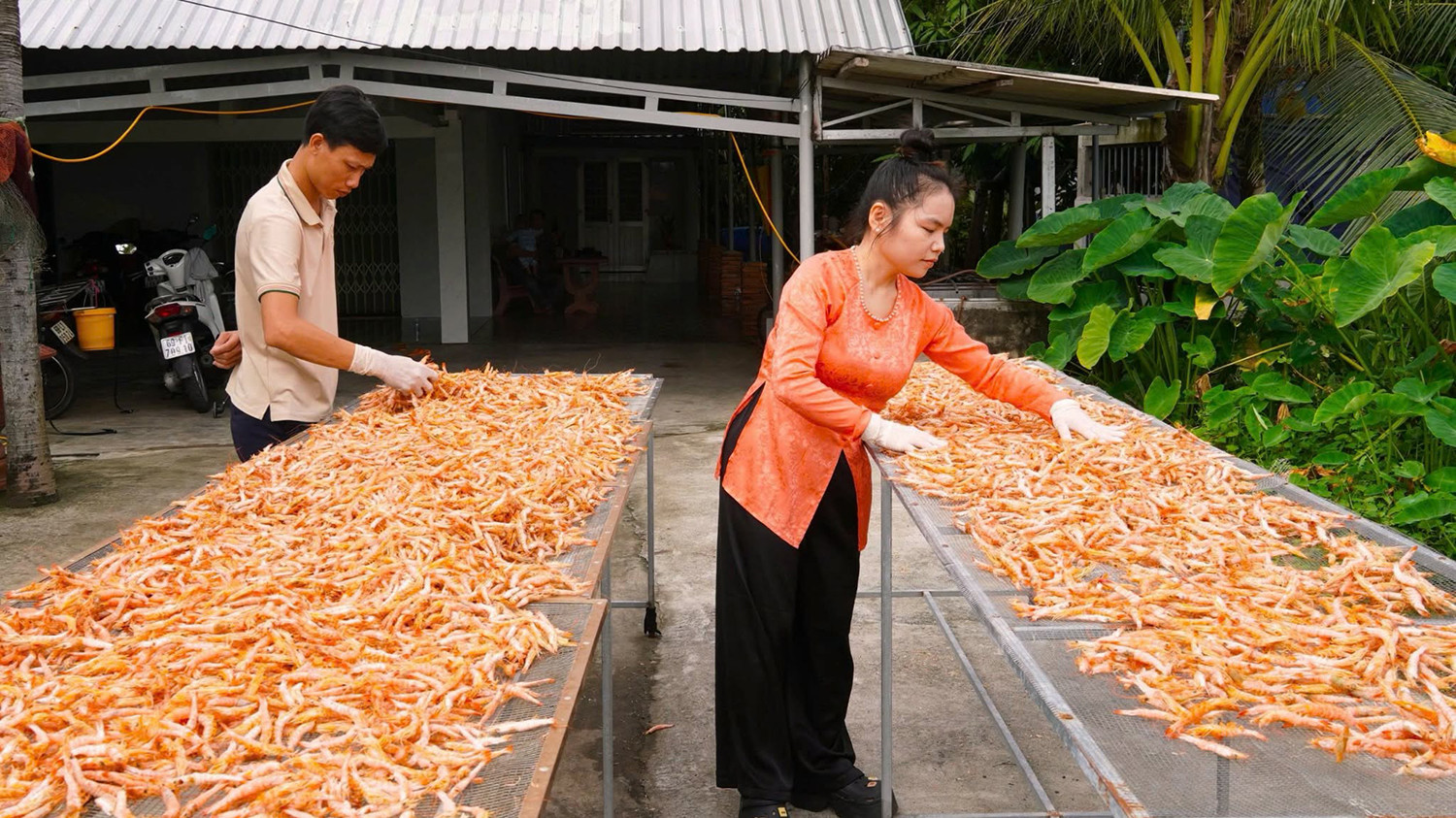 In Ca Mau, a claw-shaped dried shrimp is making waves as a luxurious ...