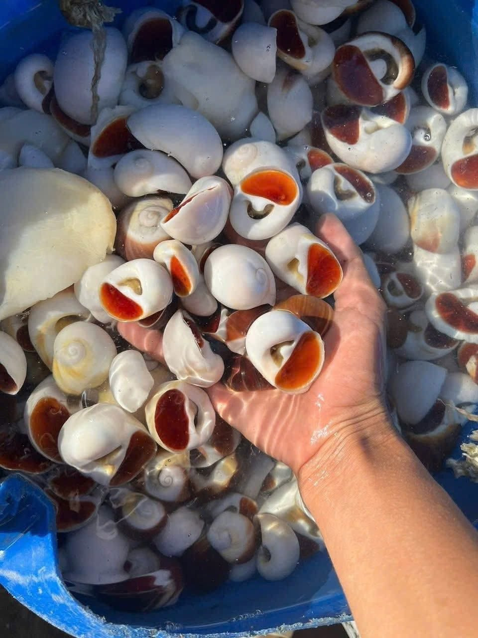 Sea snail delicacy found across Vietnam wins fans with rich, egg-like ...